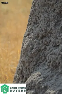What Do Termite Eggs Look Like. What Do Termite Eggs Look Like